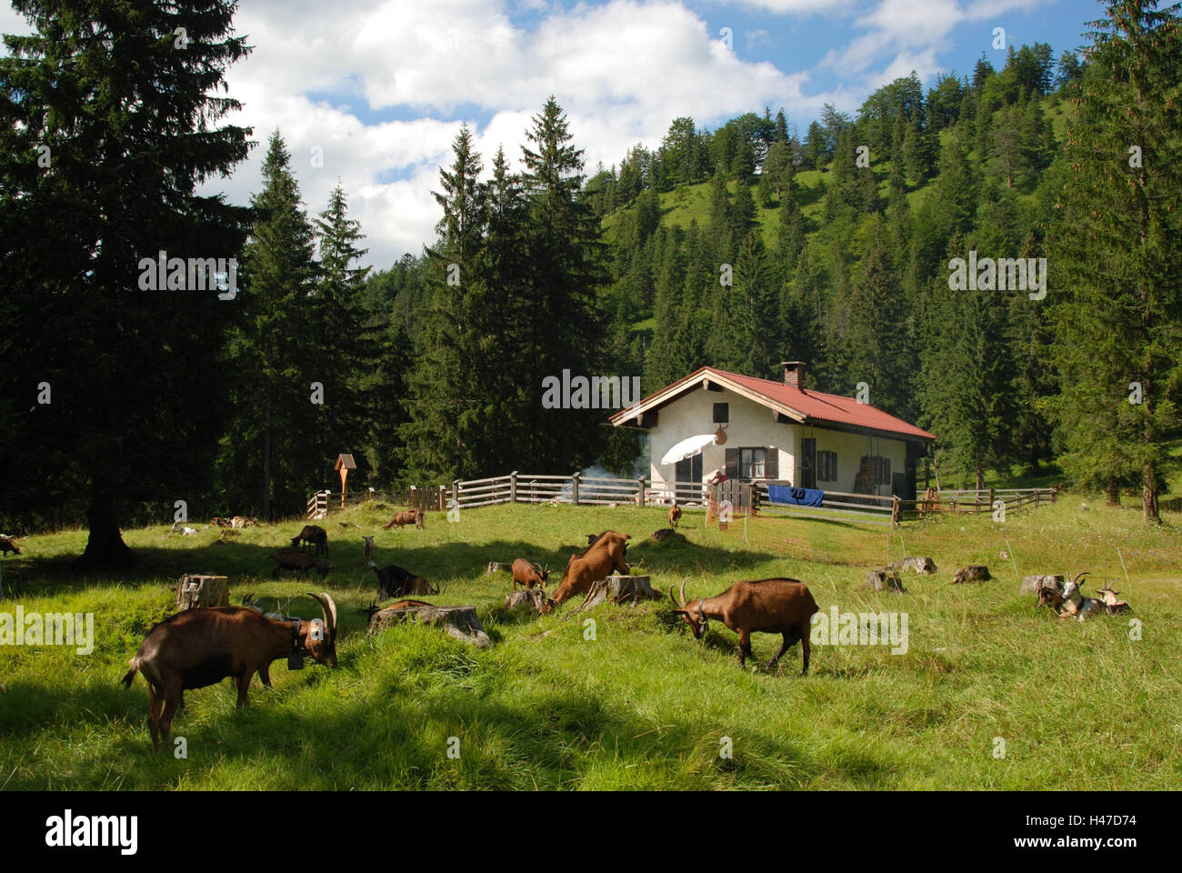 Germany, Upper Bavaria, Mittenwald, Elmau, mountain pasture, alp, goats ...
