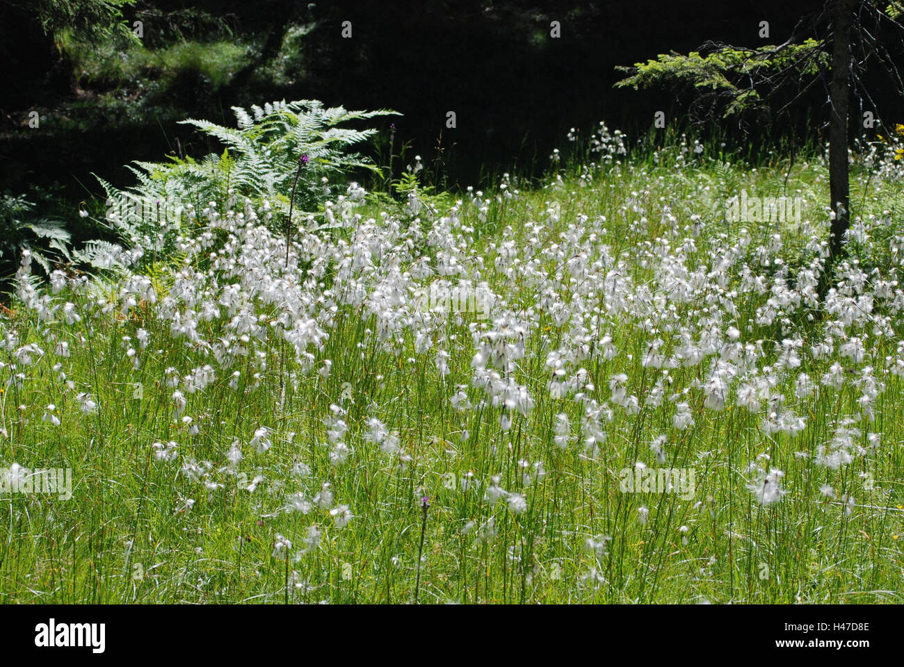Wood, lumen, cotton grass, Eriophorum spec., nature, botany, flora ...
