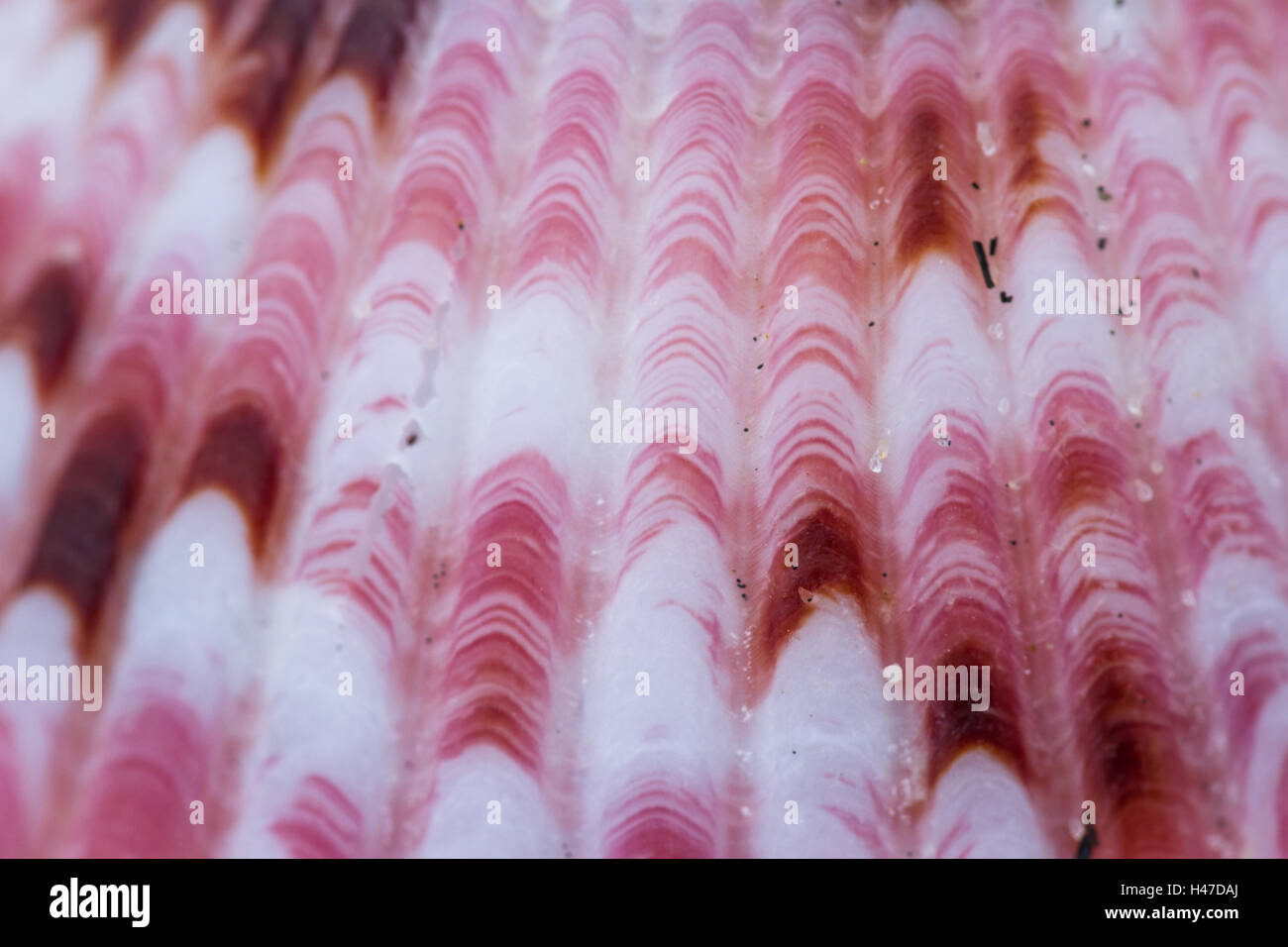 close up of a small colorful sea shell in a tropical Panamanian beach ...