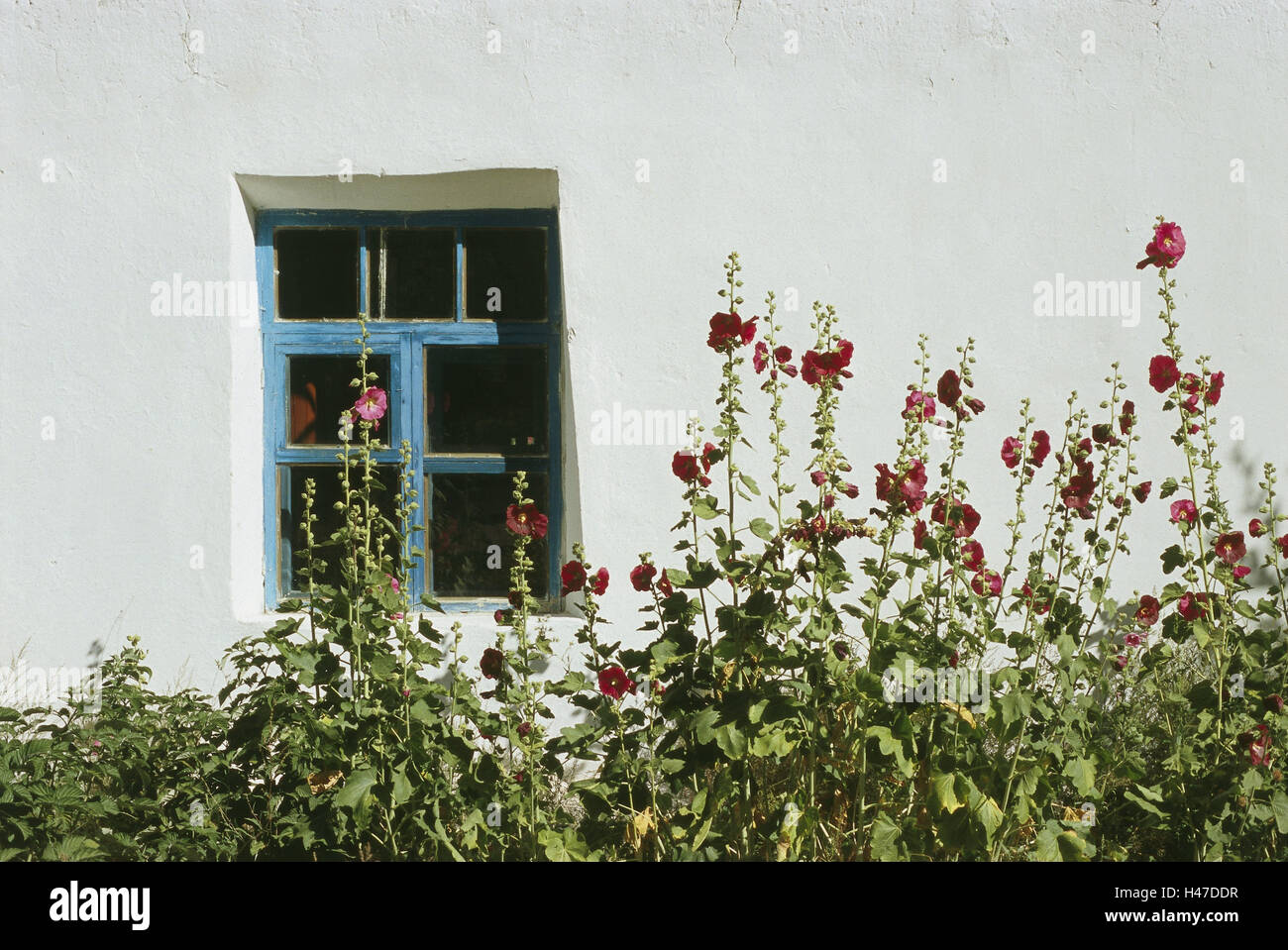 Tajikistan, the Pamir, residential house, window, floor mallows, Asia ...
