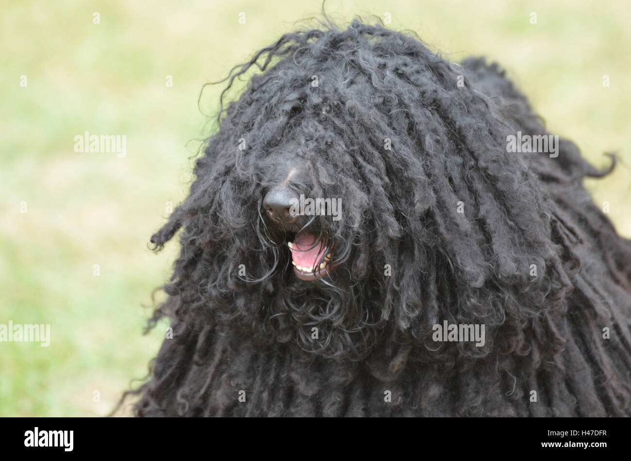 Hungarian Puli Dog High Resolution Stock Photography and Images - Alamy