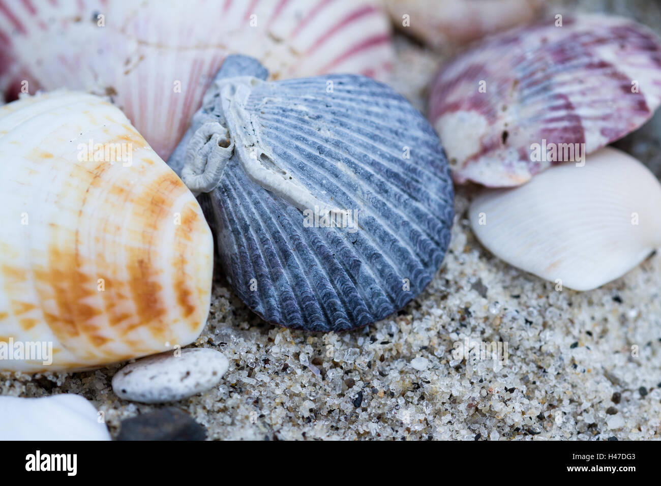 close up of a small colorful sea shell in a tropical Panamanian beach ...
