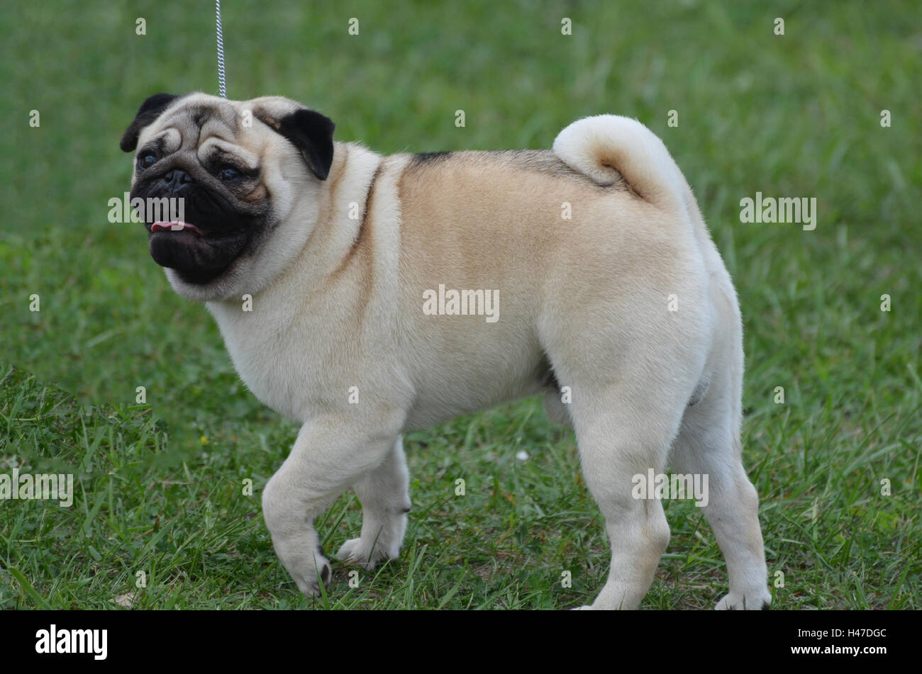 Chinese pug hi-res stock photography and images - Alamy