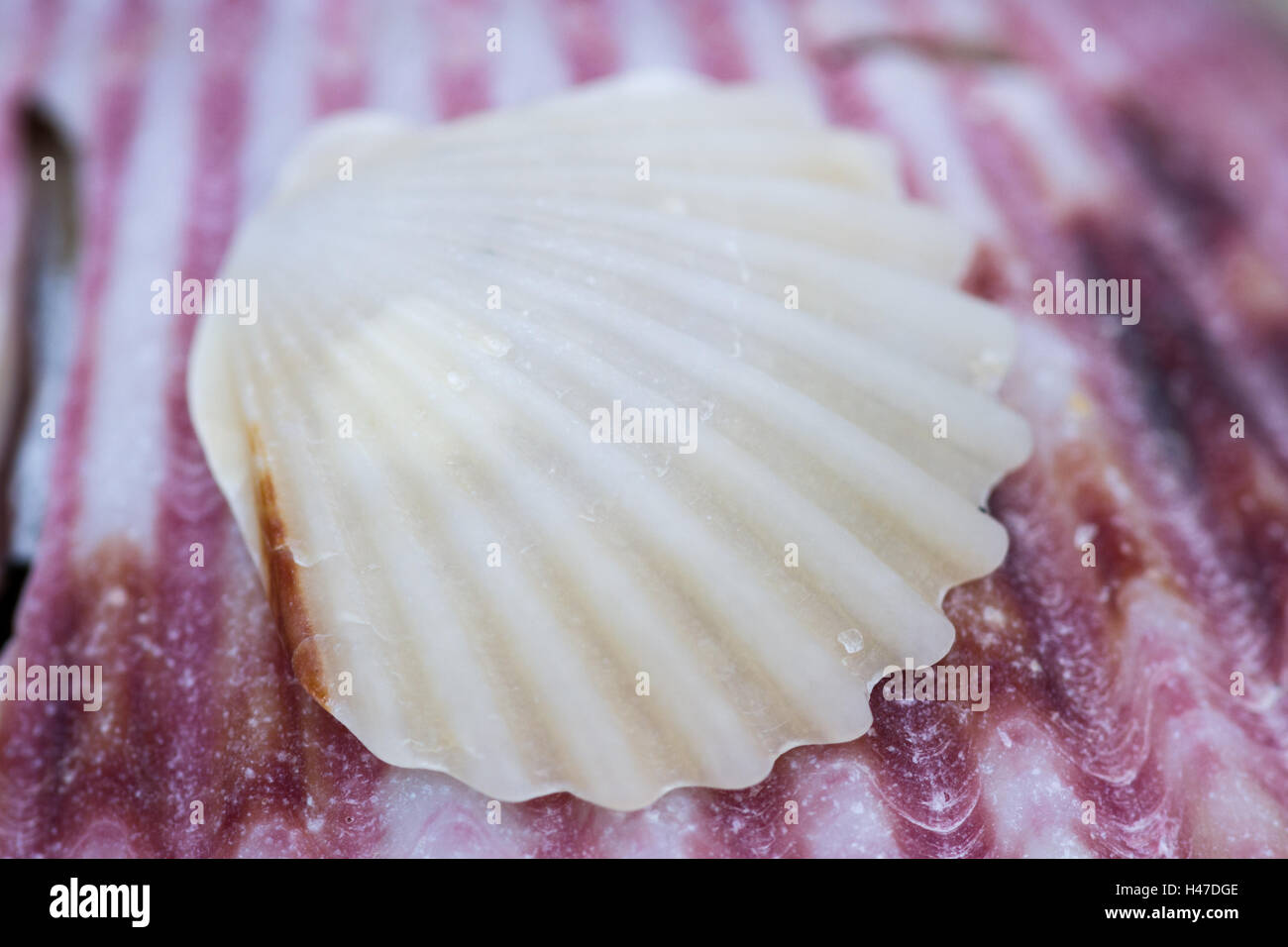 close up of a small colorful sea shell in a tropical Panamanian beach ...