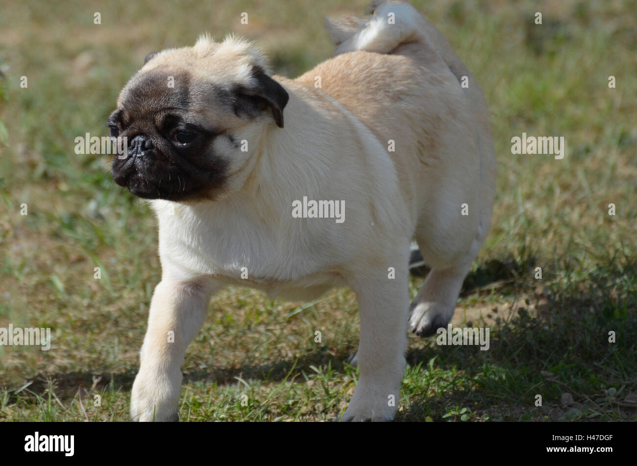 Cute pug dog walking gingerly on the grass Stock Photo - Alamy