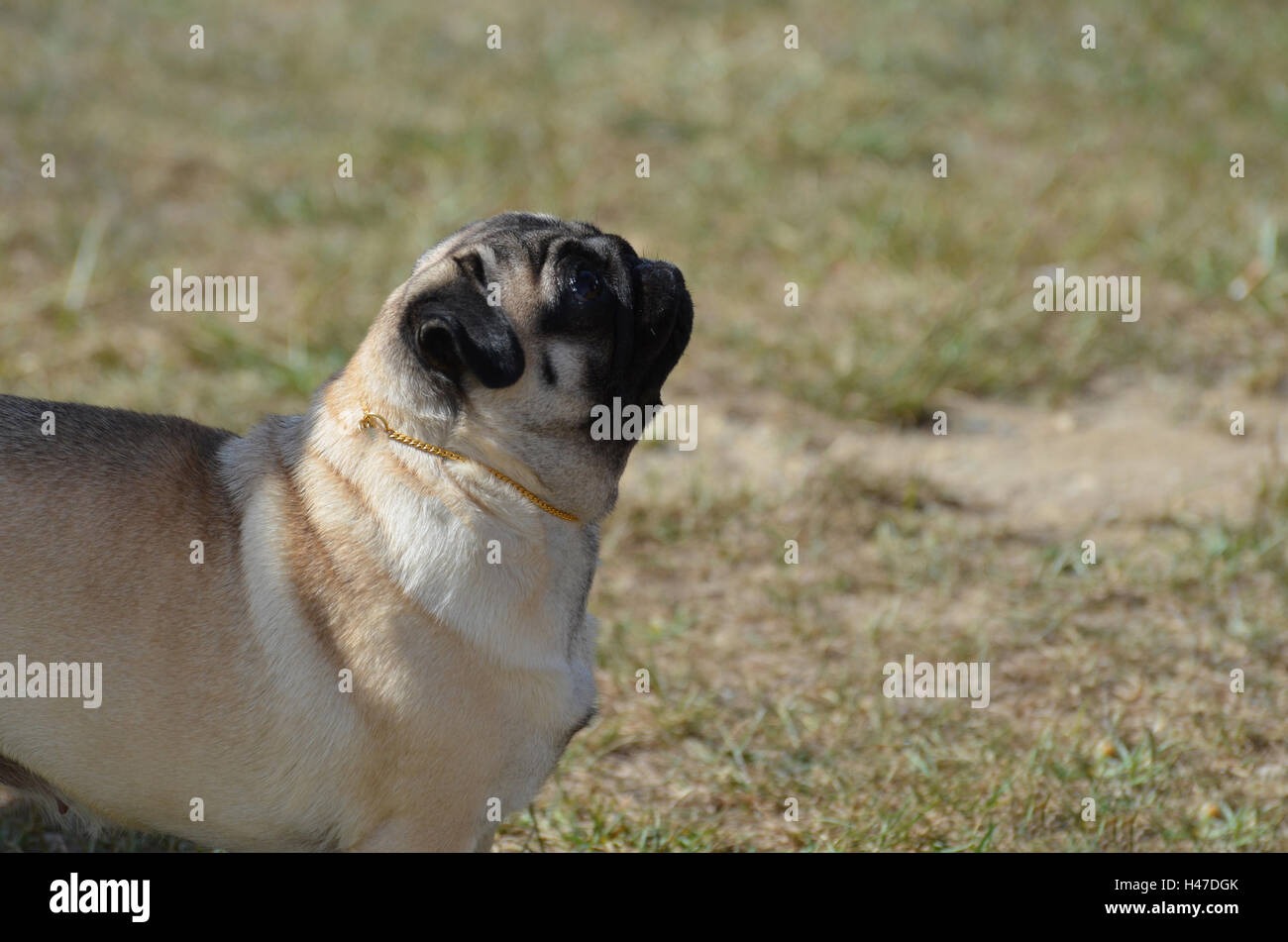 Adorable sweet face of a pug puppy dog Stock Photo - Alamy