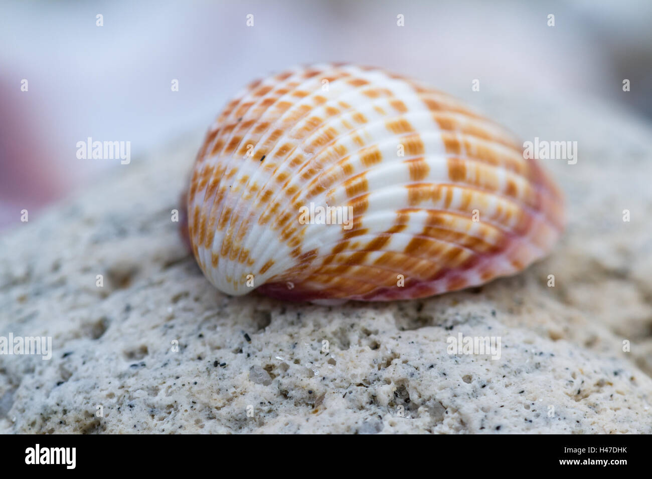 close up of a small colorful sea shell in a tropical Panamanian beach ...