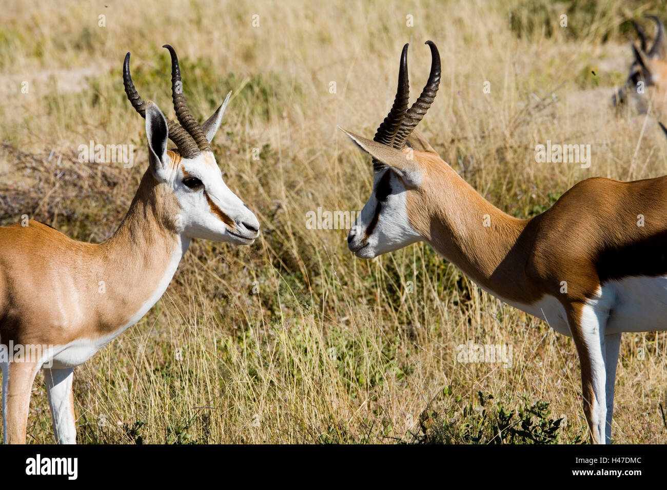 Springboks park hi-res stock photography and images - Alamy