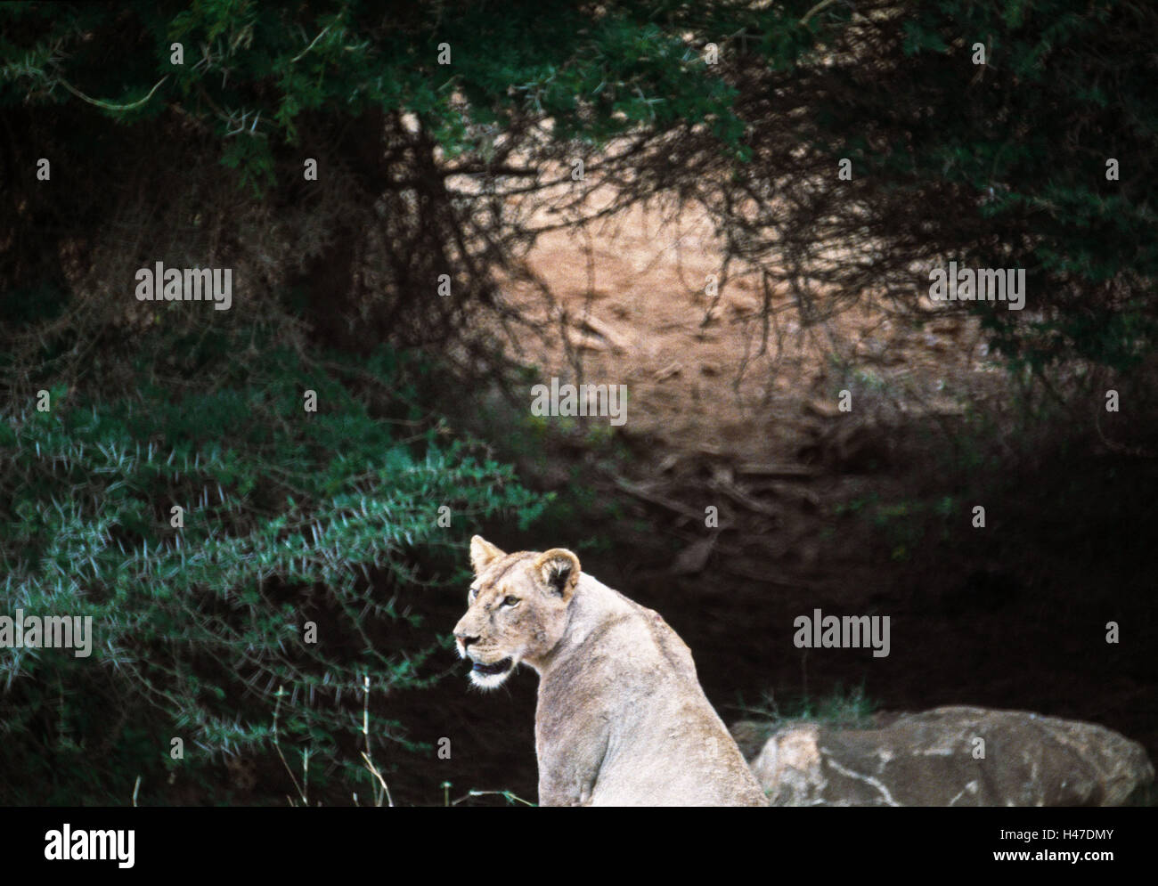 Africa, Kenya, lioness, Panthera leo, back view Stock Photo - Alamy