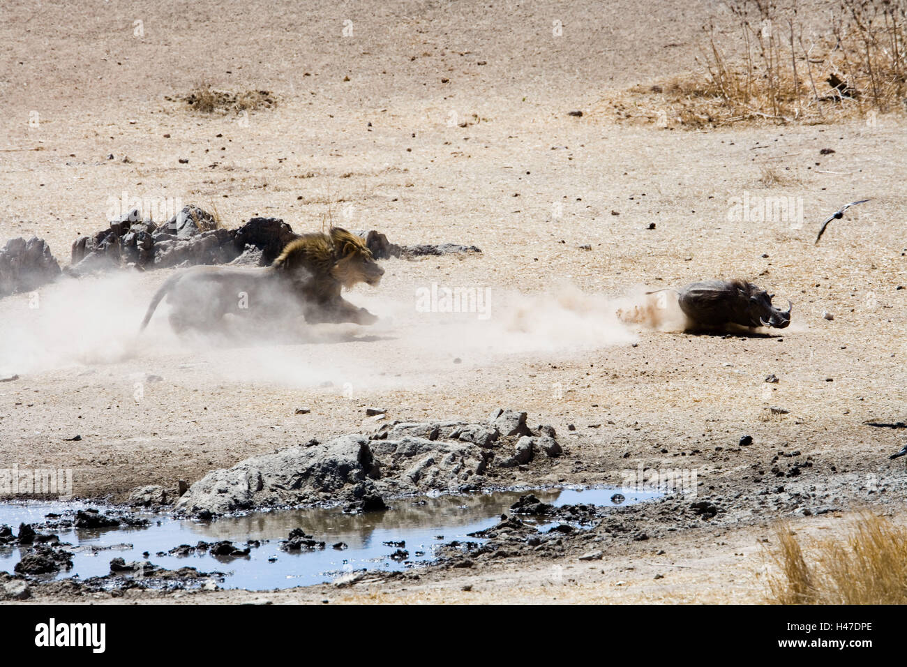 Africa, Namibia, Etosha national park, lion, hunt, papilla pig Stock ...