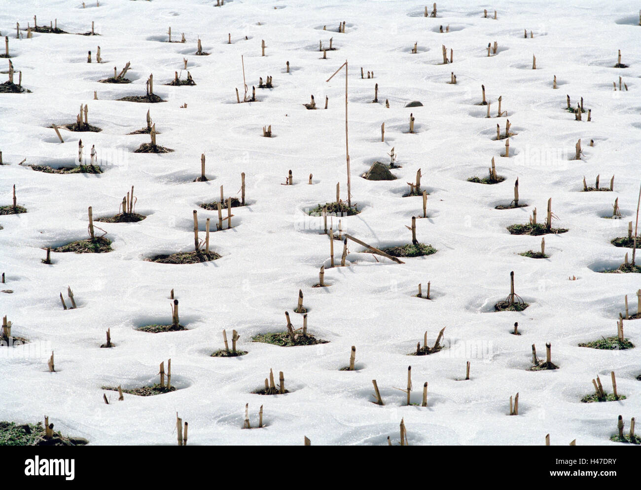 Spring Snow Melt High Resolution Stock Photography and Images - Alamy