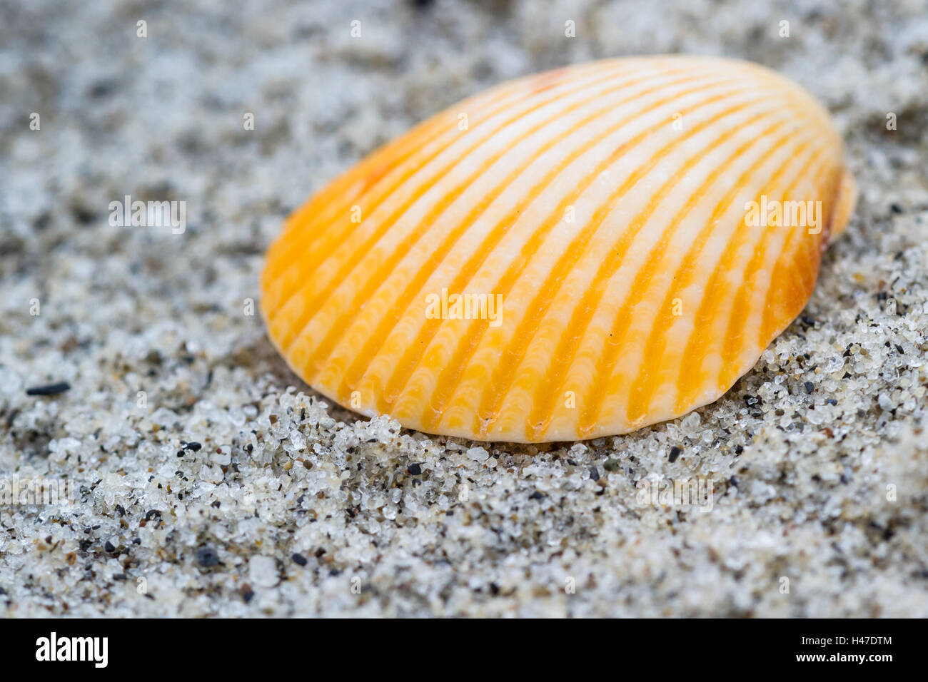 close up of a small colorful sea shell in a tropical Panamanian beach ...