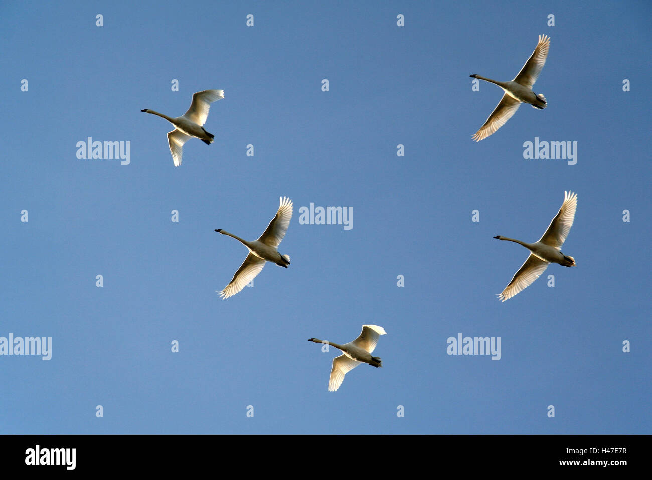 Five swans in the flight, evening light Stock Photo - Alamy