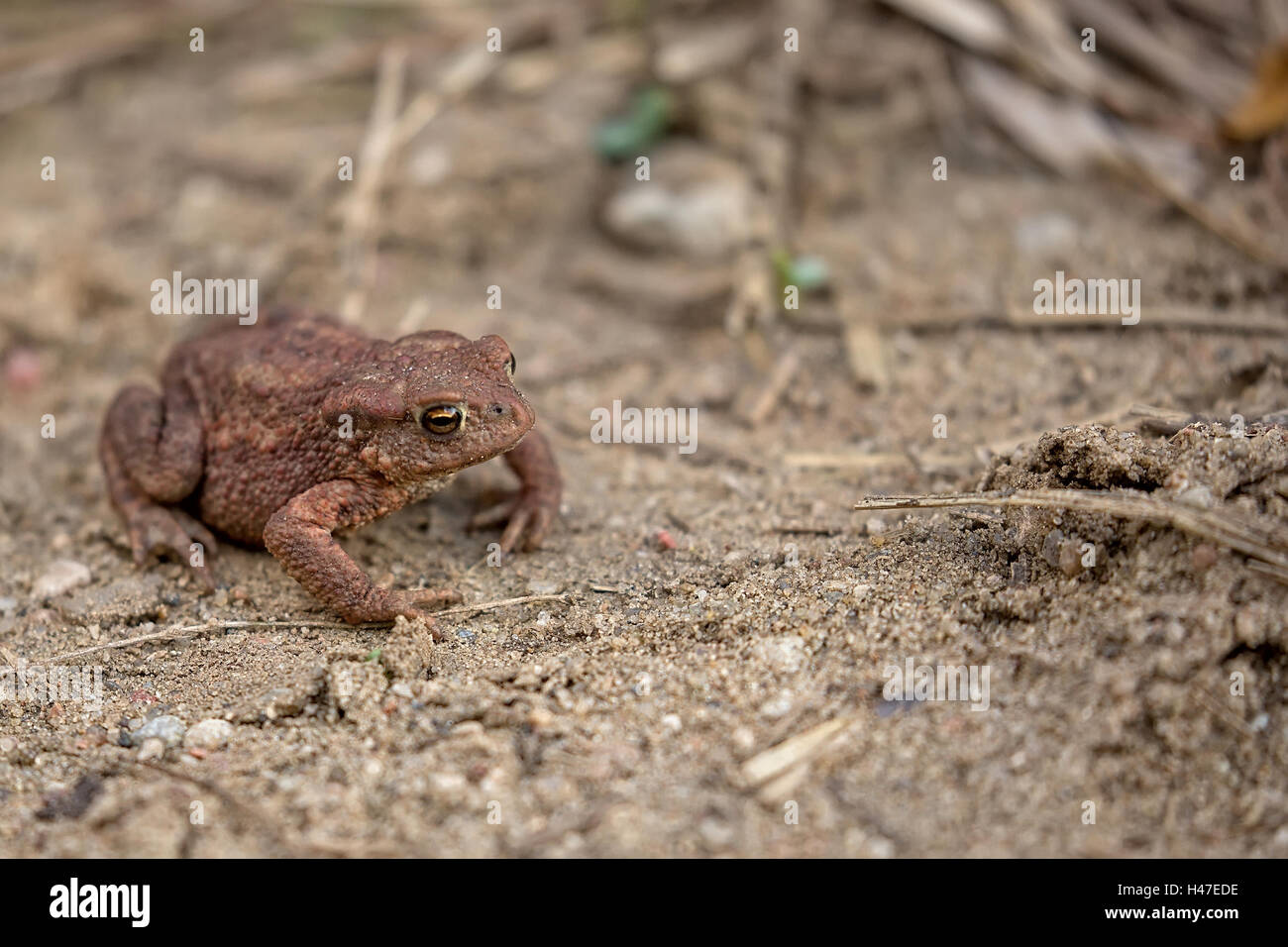 Frog in wild hi-res stock photography and images - Alamy