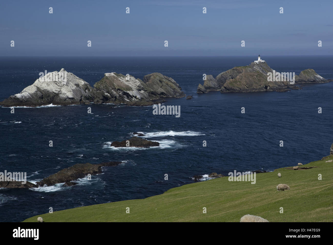 Shetland islands, island Unst, Hermaness, rock Muckle Flugga, sheep ...