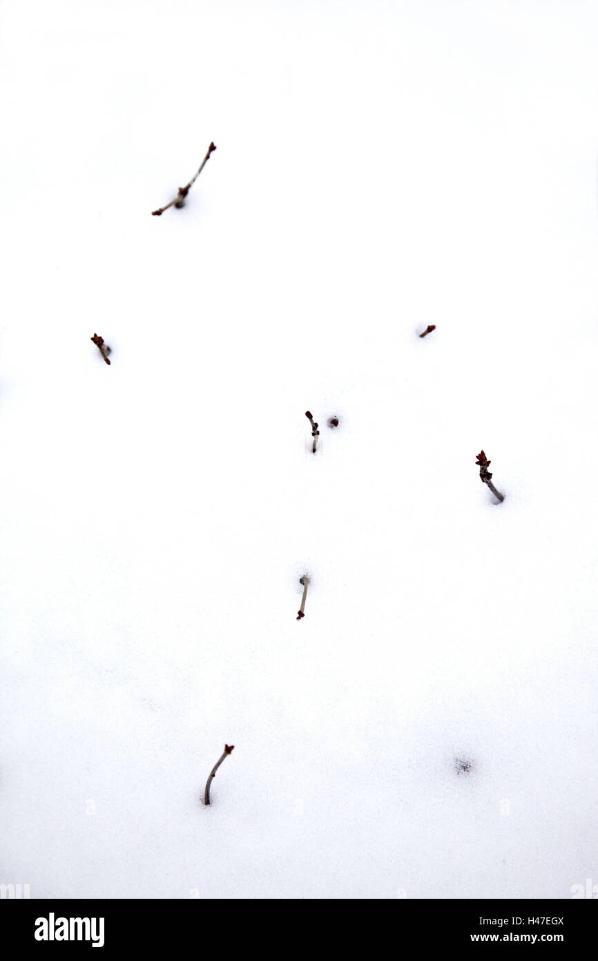 Snow surface, twigs, instincts Stock Photo - Alamy