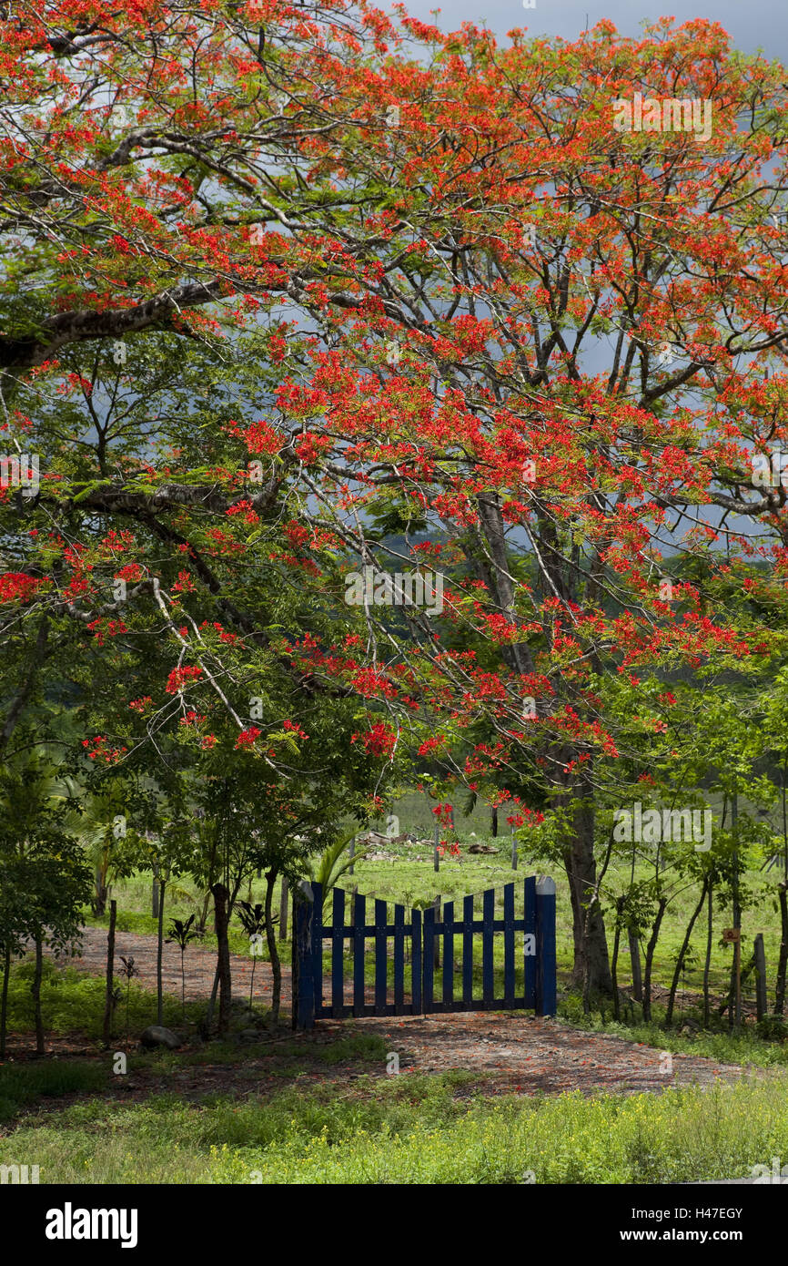 Philippine Fire Tree