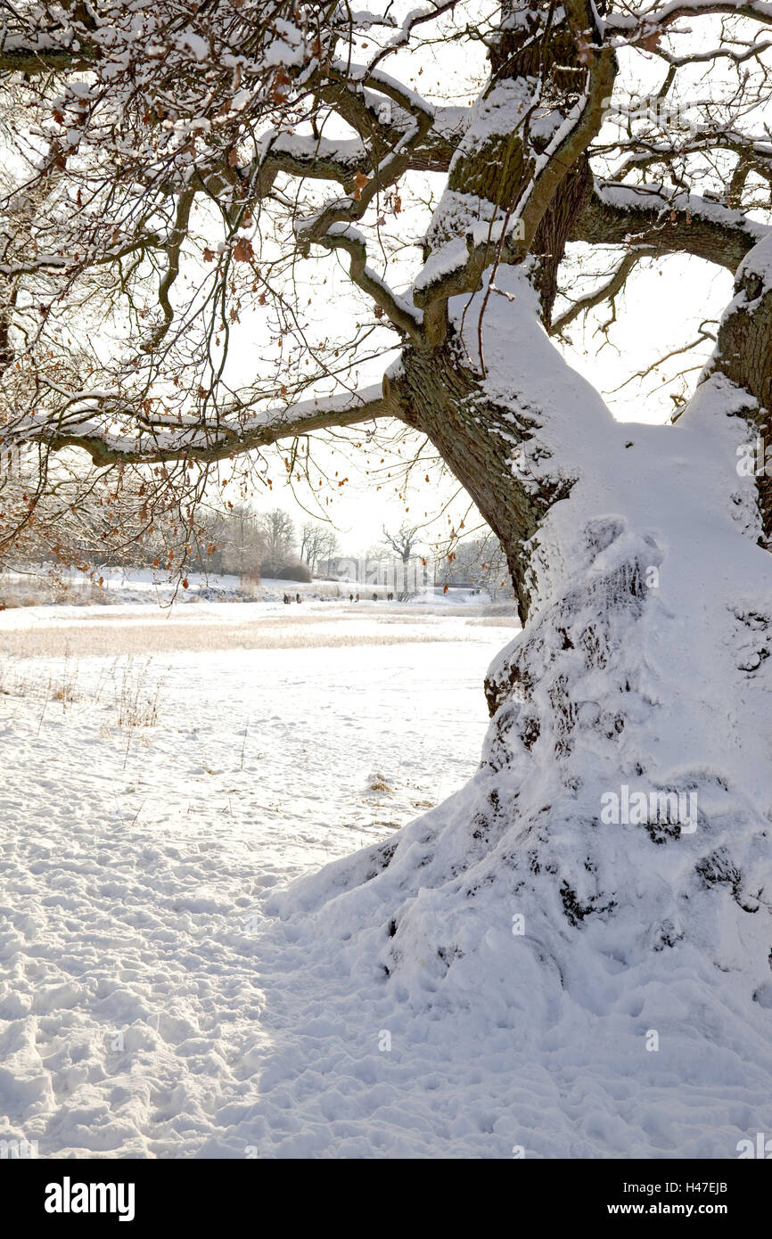 Park, tree, winter Stock Photo - Alamy