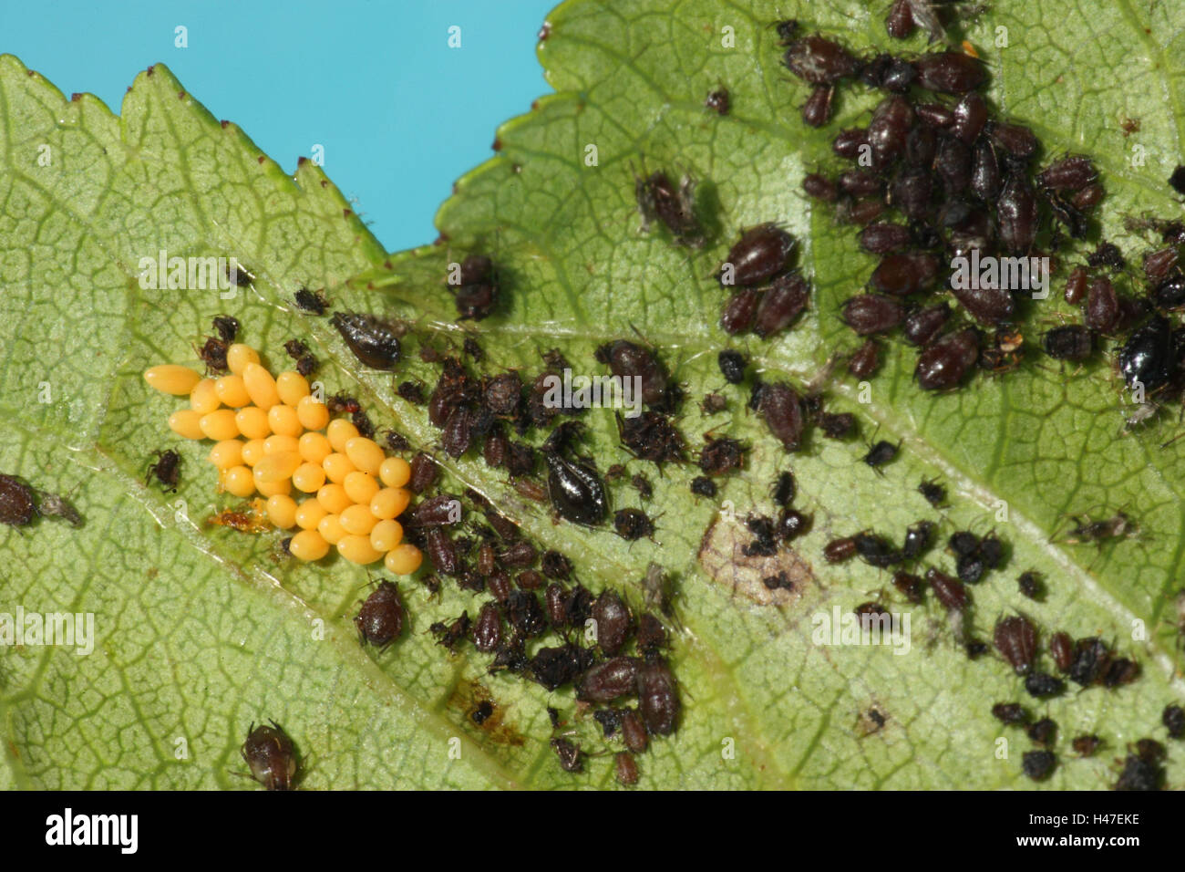 Eggs aphid High Resolution Stock Photography and Images - Alamy