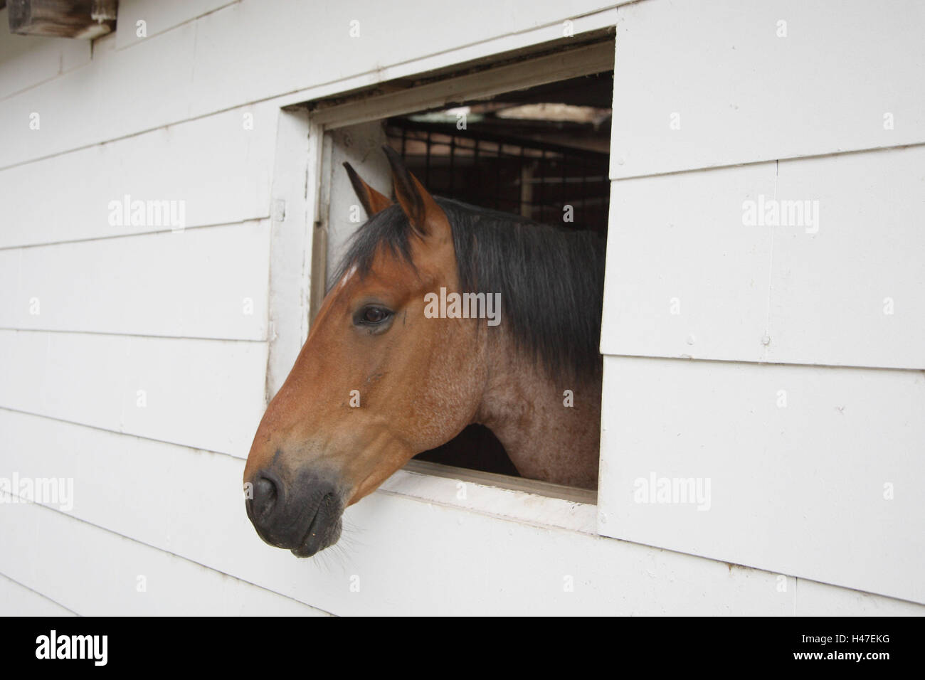 Horse at the stable window Stock Photo - Alamy