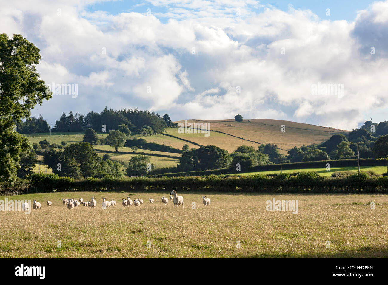 Sheep welsh hills hi-res stock photography and images - Alamy