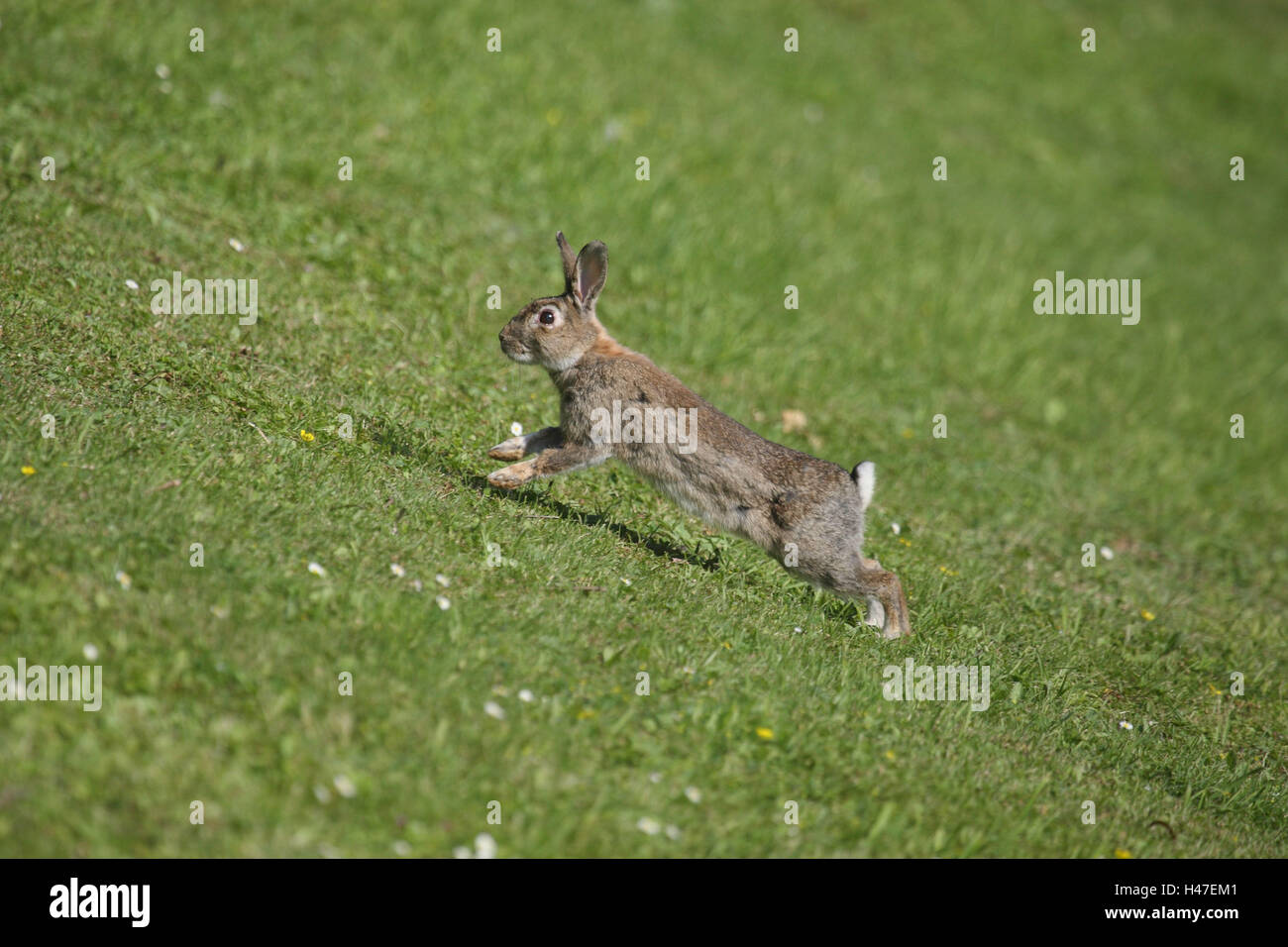Wild rabbit runs Stock Photo - Alamy