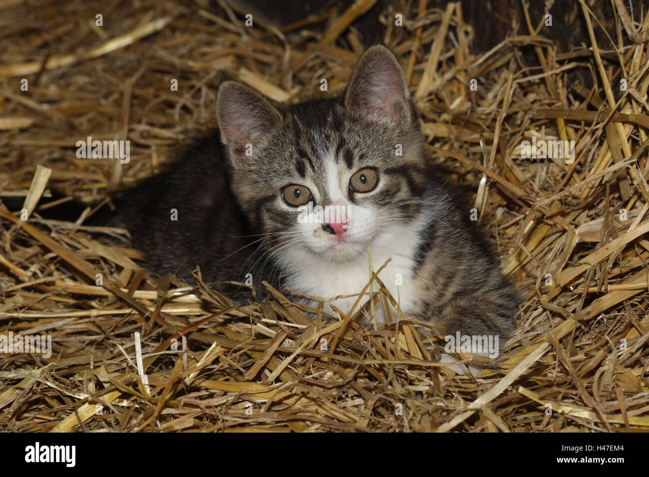 Young house cat in the straw Stock Photo - Alamy