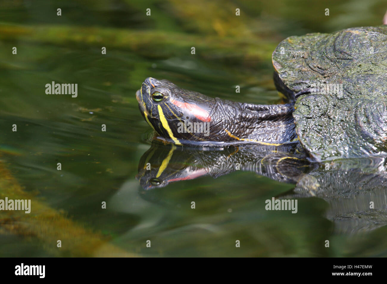 Jewellery ornamental hi-res stock photography and images - Alamy