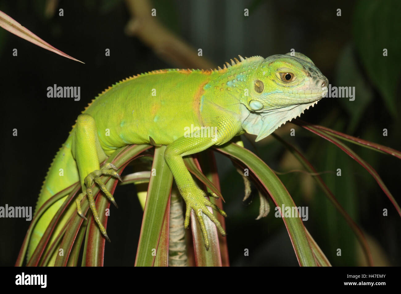 Green leguan hi-res stock photography and images - Alamy