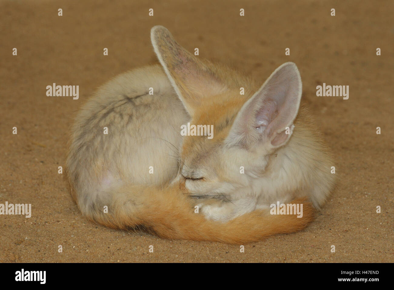 Fennek Fox High Resolution Stock Photography and Images - Alamy
