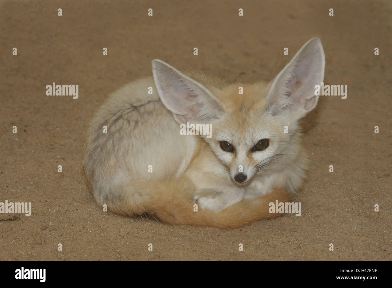 Fennek Fox High Resolution Stock Photography and Images - Alamy