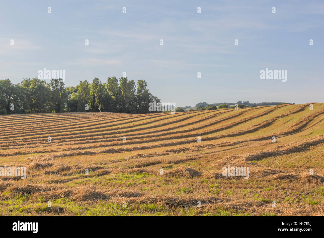 Straw rows hi-res stock photography and images - Alamy