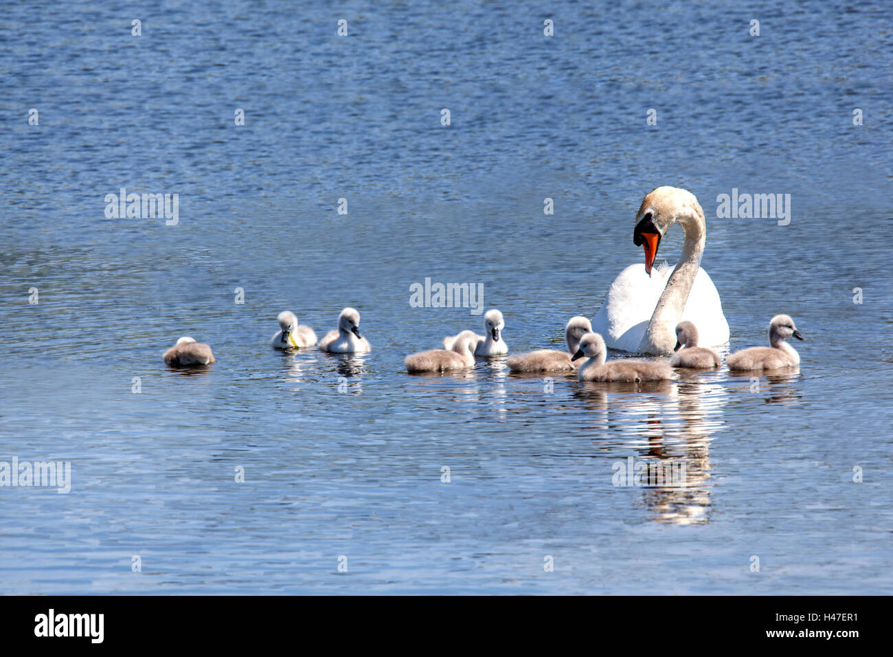 Swan and cygnets Stock Photo - Alamy