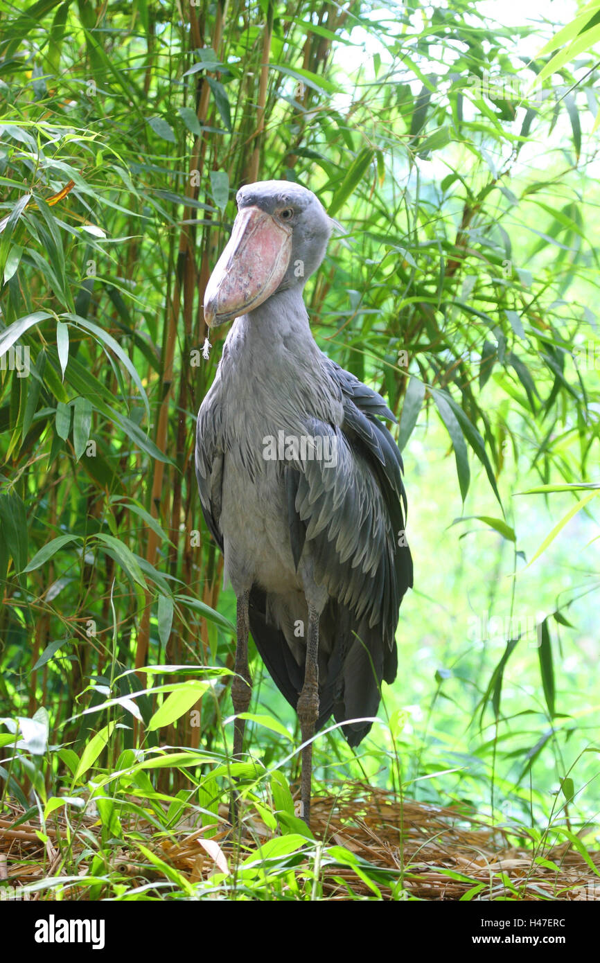 Shoe bird hi-res stock photography and images - Alamy