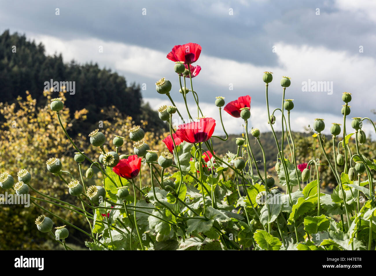 Tall poppy hi-res stock photography and images - Alamy