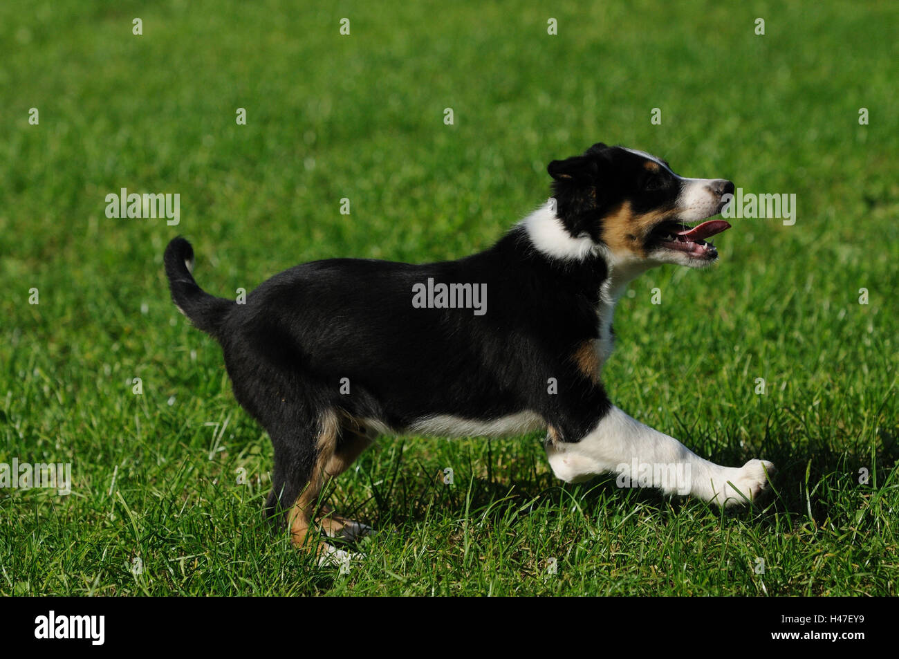 Of Border collie, puppy, run, side view Stock Photo - Alamy