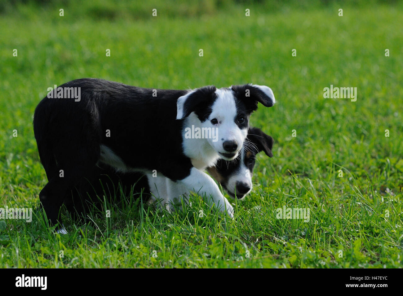 Border collie back hi-res stock photography and images - Alamy