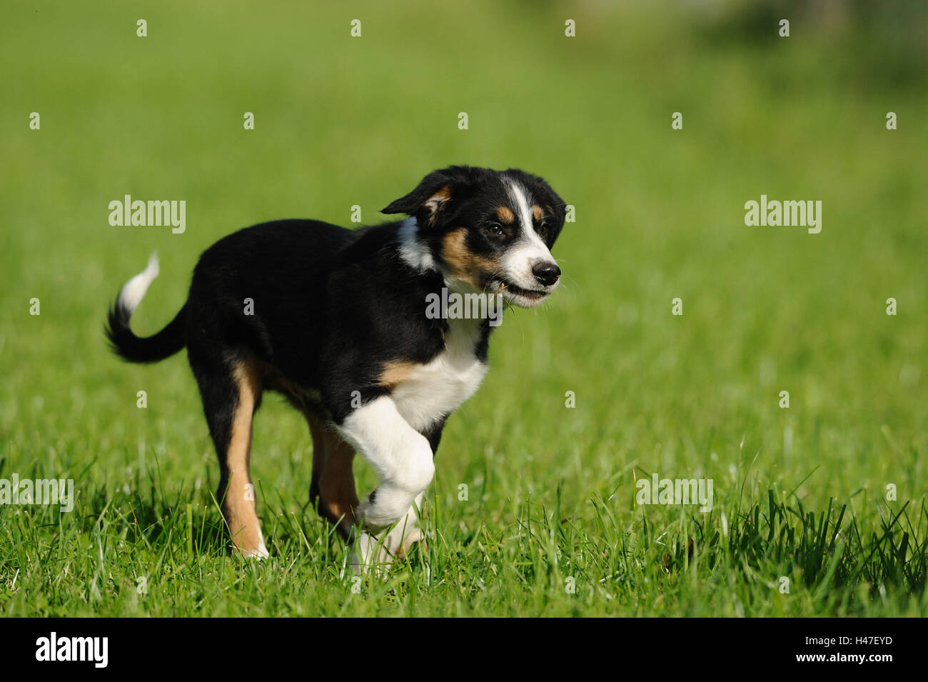 Of Border collie, puppy, run, side view Stock Photo - Alamy