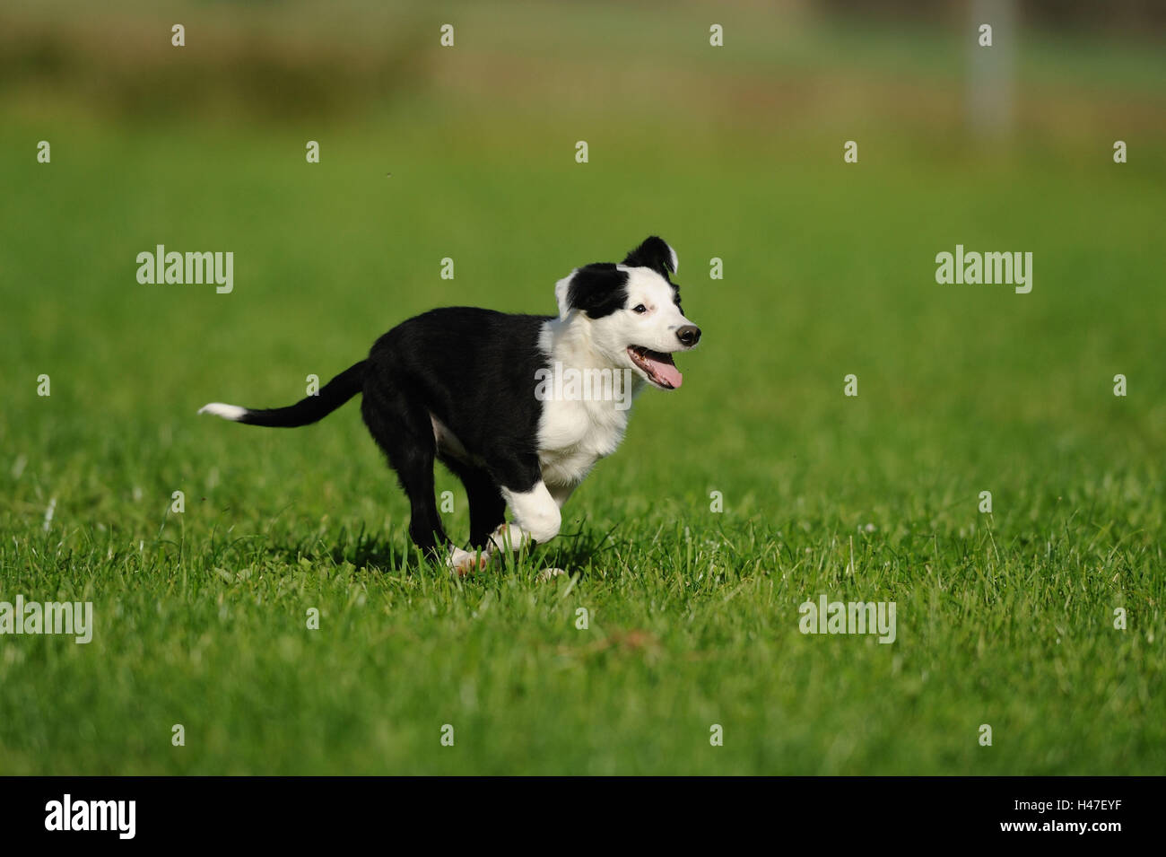 Of Border collie, puppy, run, side view Stock Photo - Alamy