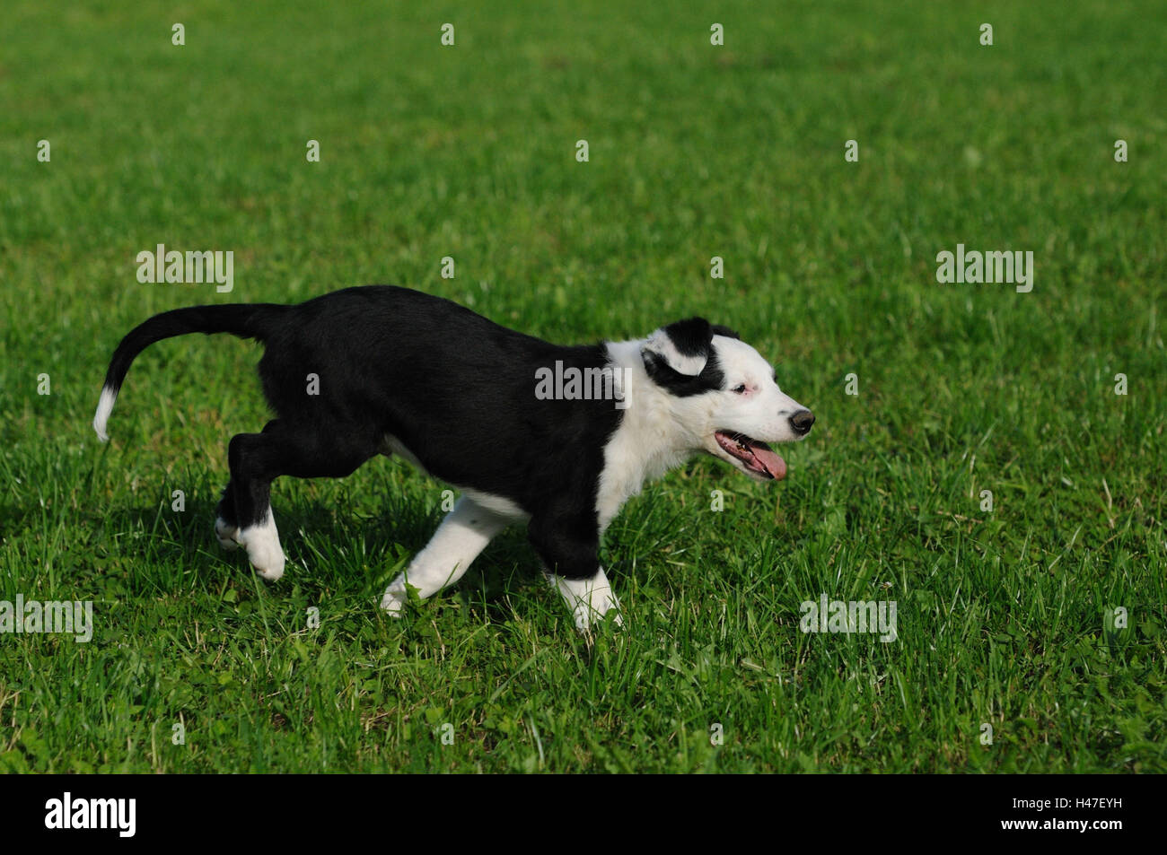 Of Border collie, puppy, run, side view Stock Photo - Alamy