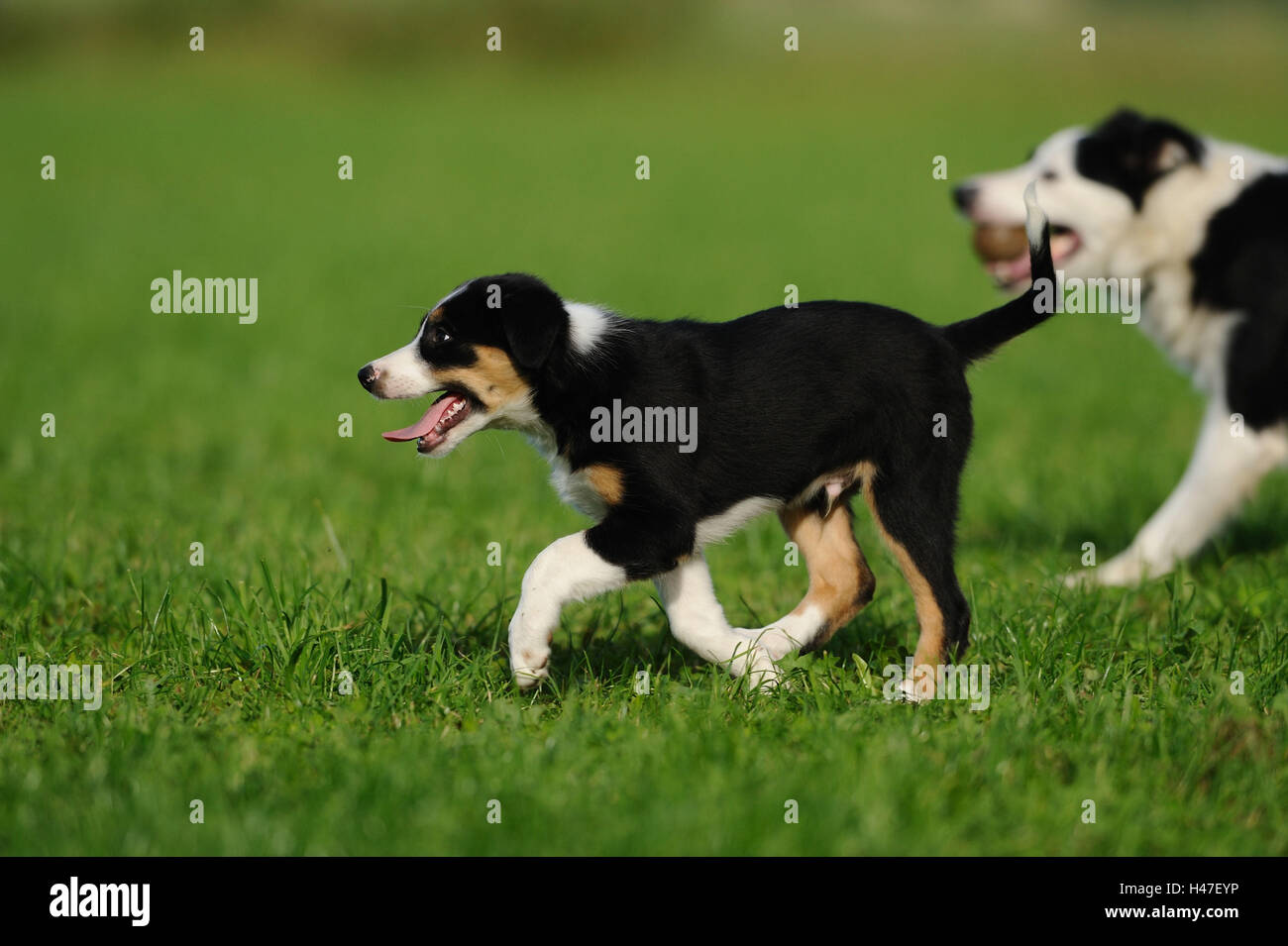 Of Border collie, puppy, side view, go Stock Photo - Alamy