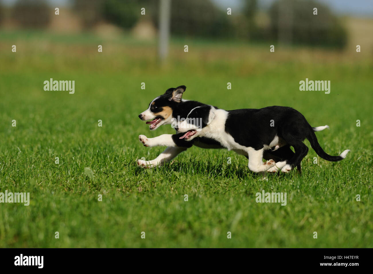 Of Border collie, puppies, run, side view Stock Photo - Alamy