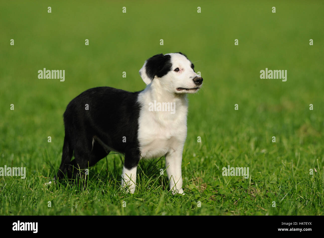 Of Border collie, puppy, stand, side view Stock Photo - Alamy