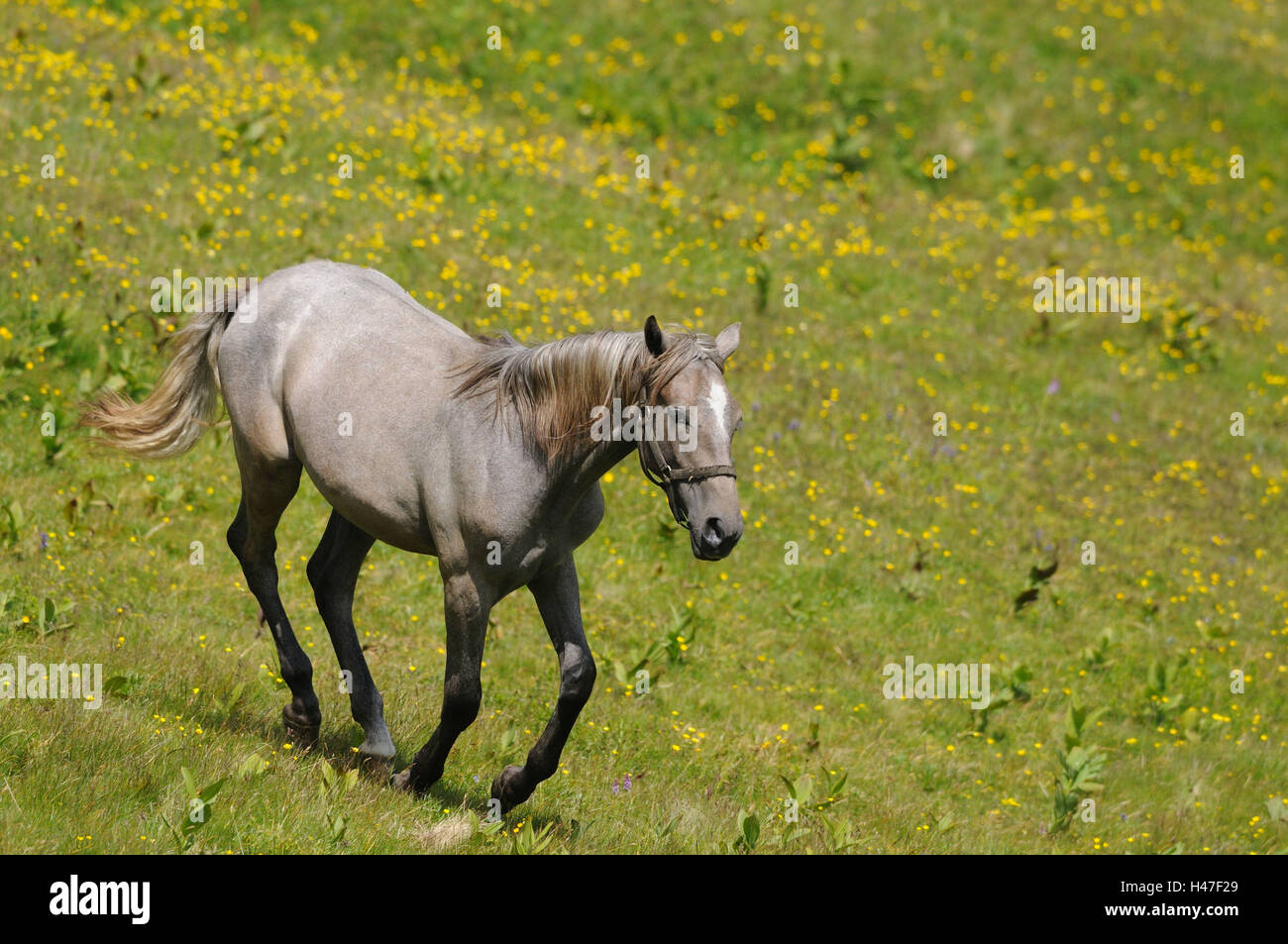 Domestic hores, Equus ferus caballus, side view, run, flower meadow ...