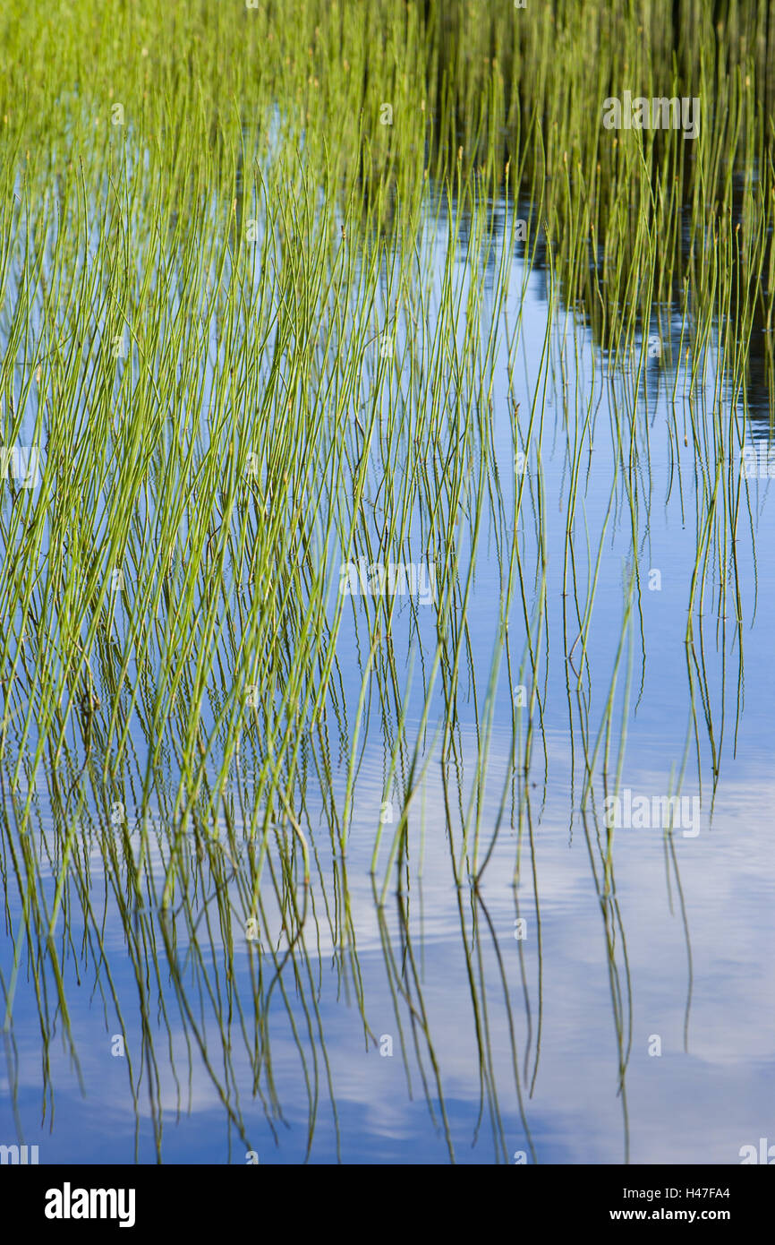 Marsh grass hi-res stock photography and images - Alamy