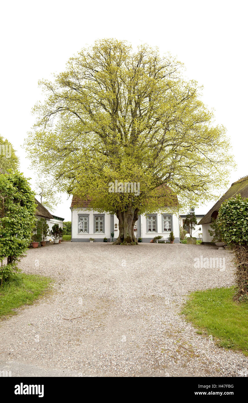 Residential house, tree, outdoor shot, rural, house, building ...
