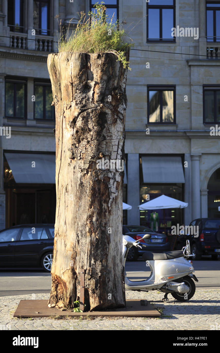 Square trunk tree hi-res stock photography and images - Alamy
