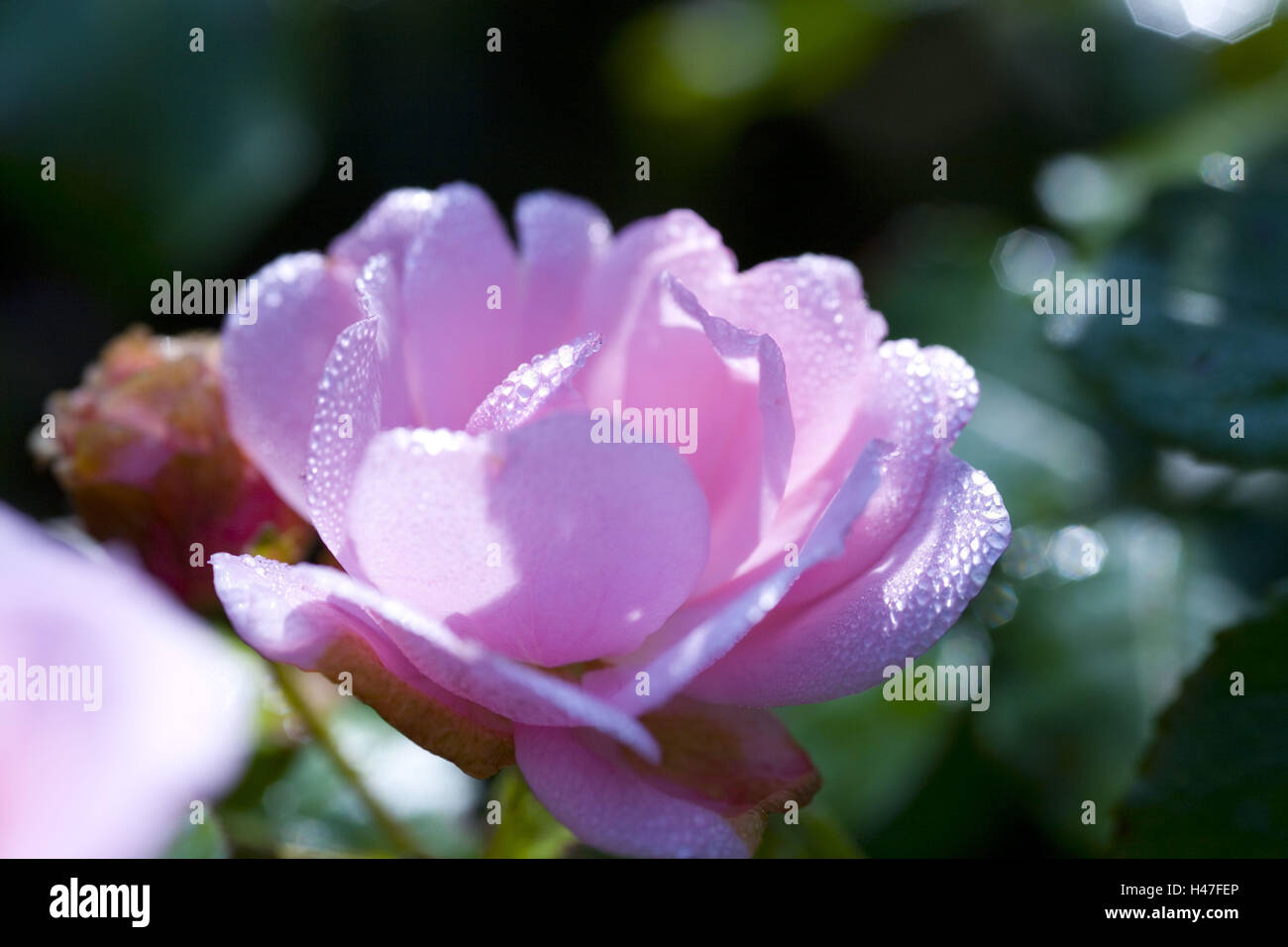 Dewdrop Rose High Resolution Stock Photography and Images - Alamy