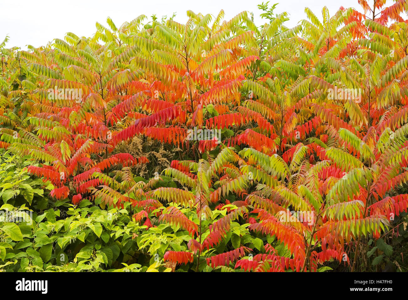Bushes in red Herbsfärbung Stock Photo - Alamy
