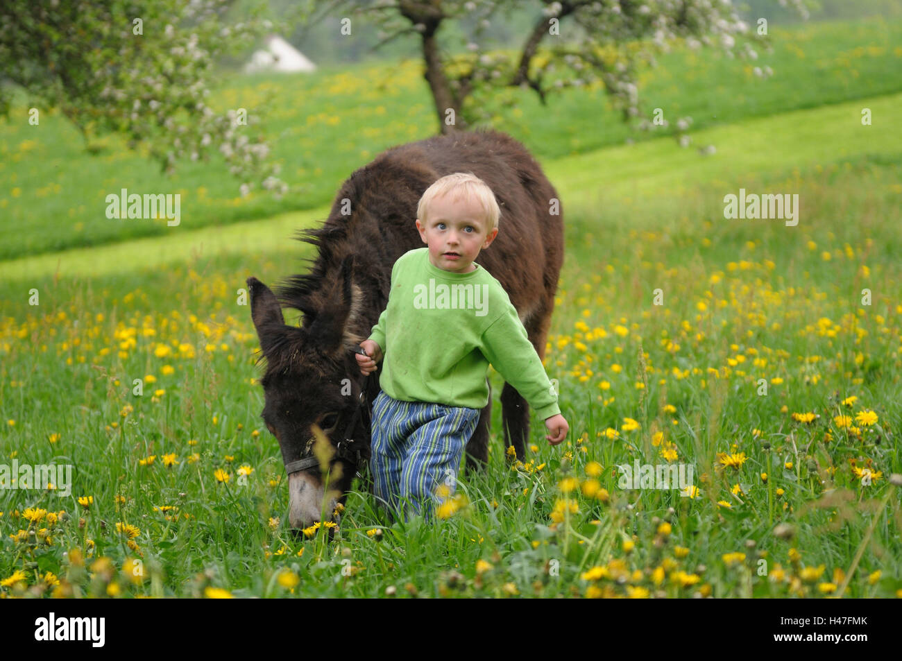 Child with donkey, domestic donkey, Equus asinus asinus, toddler, farm ...